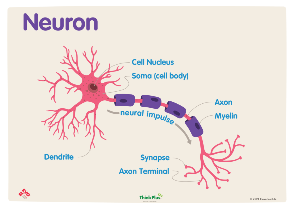 Neuron e-Poster - ThinkPlus